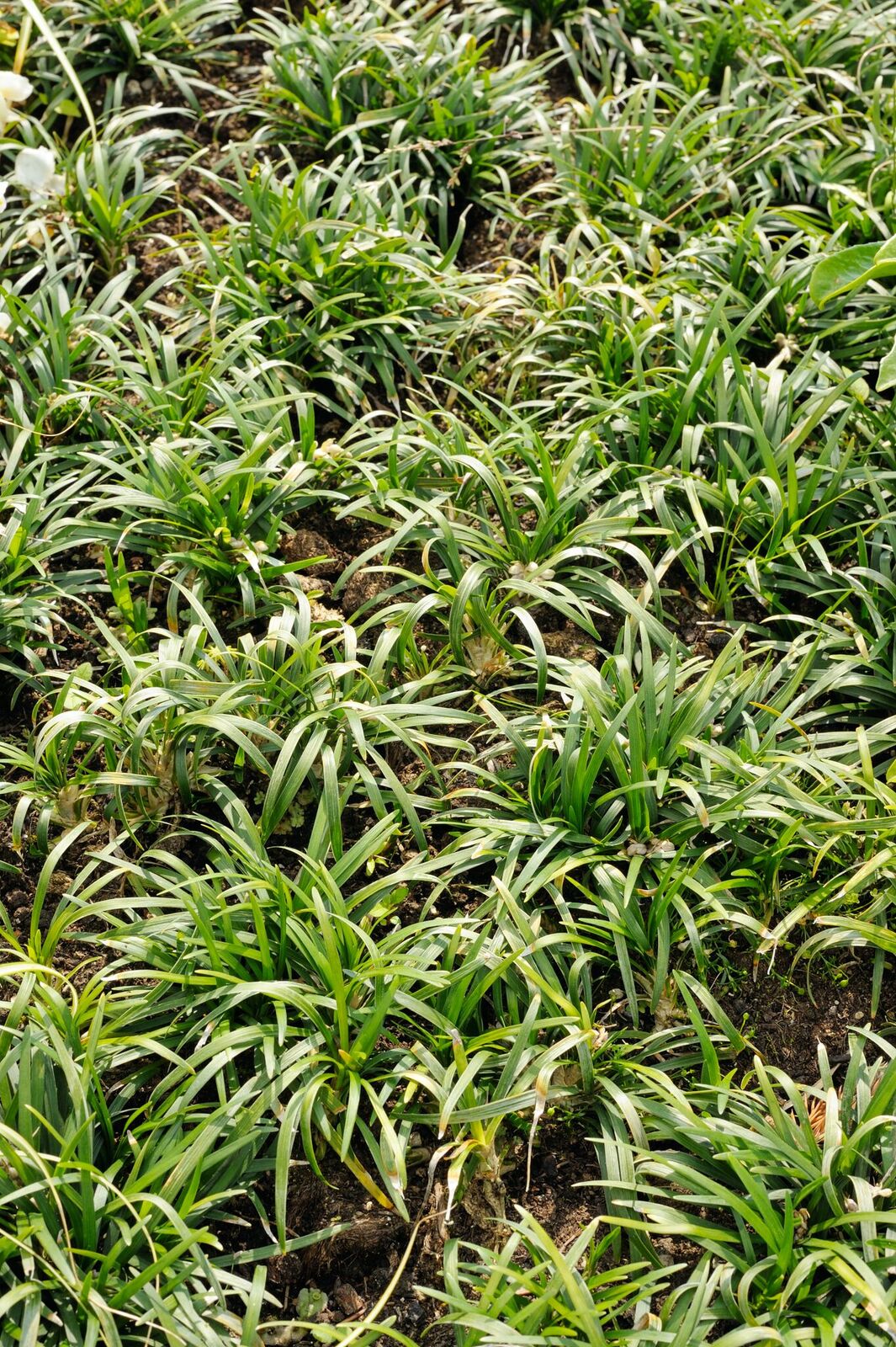 Add dwarf mondo to brighten your landscaping!