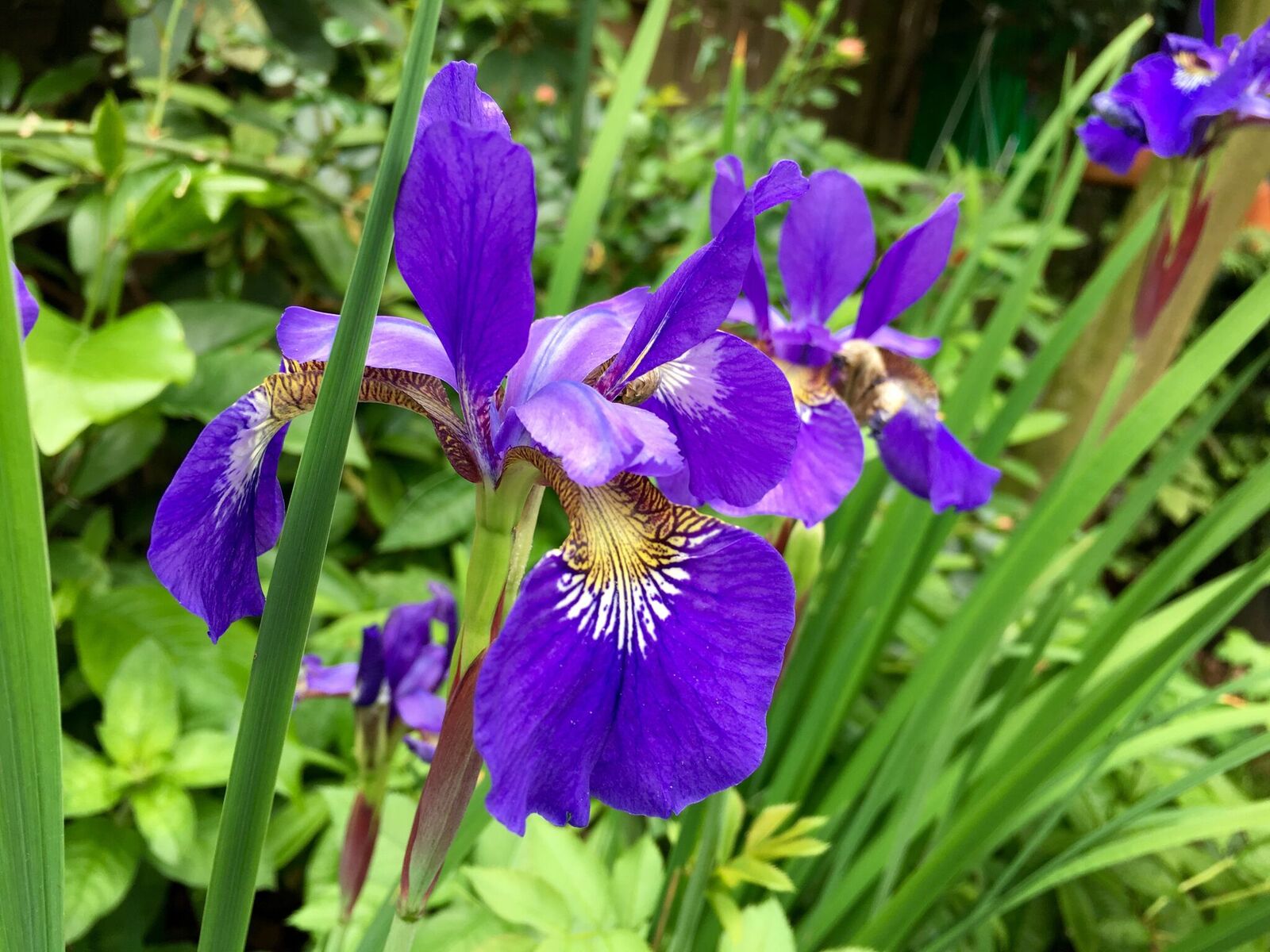 Plants we love: batik german iris