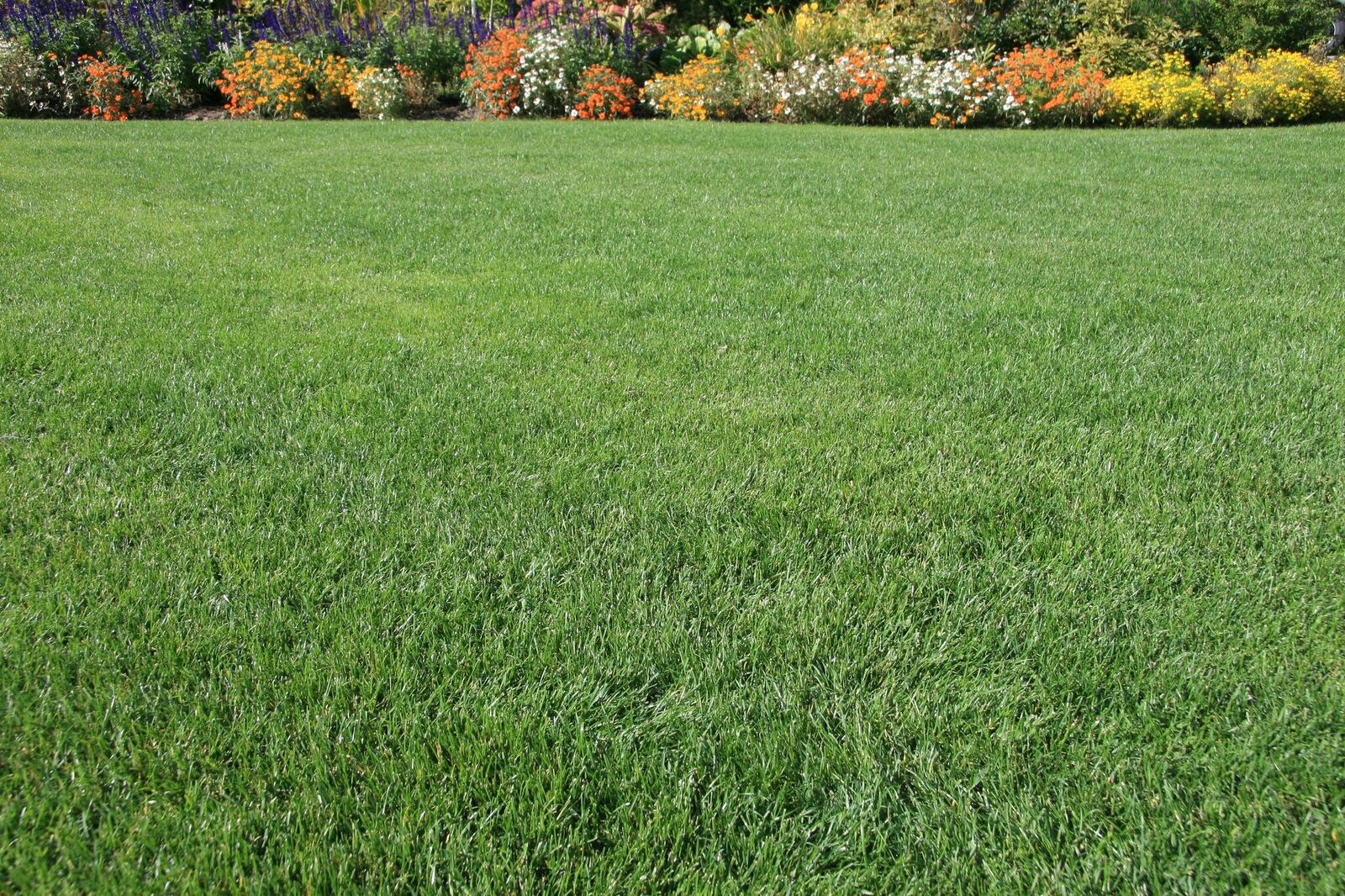 Fertilize Your Lawn for Optimum Summer Growth